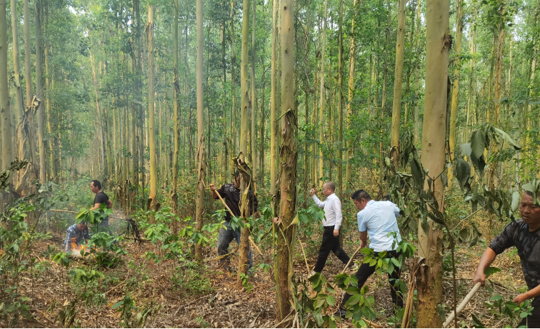 狠抓落实 严防死守 全力以赴做好森林防火各项工作_雷林新闻_新闻中心_中林集团雷州林业局